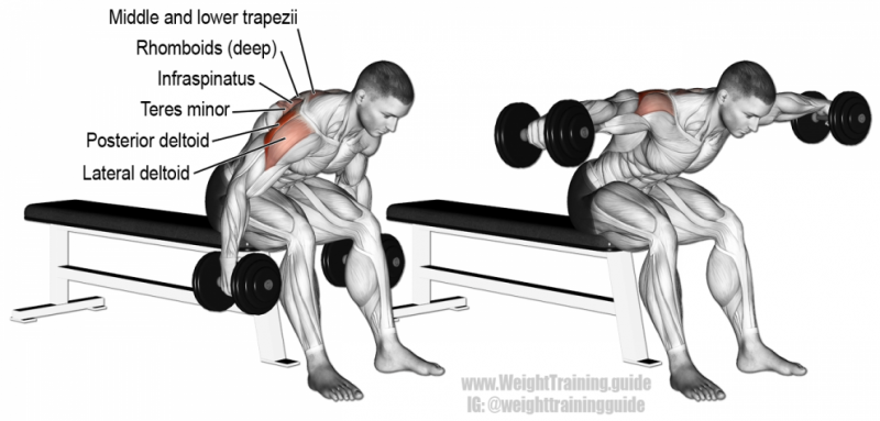 Musculation des épaules : notre programme - Barbichette.fr